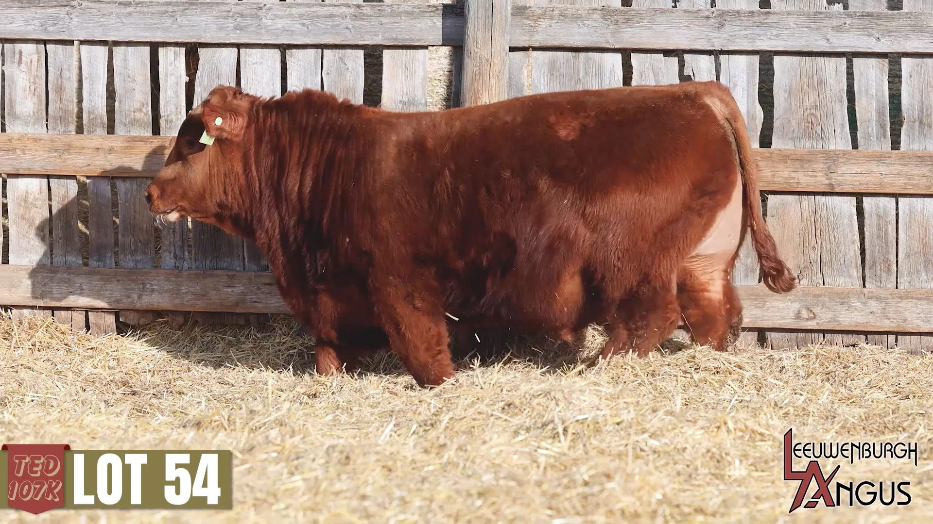 Lot 54-Leeuwenburgh Angus 2023.mp4 on Vimeo