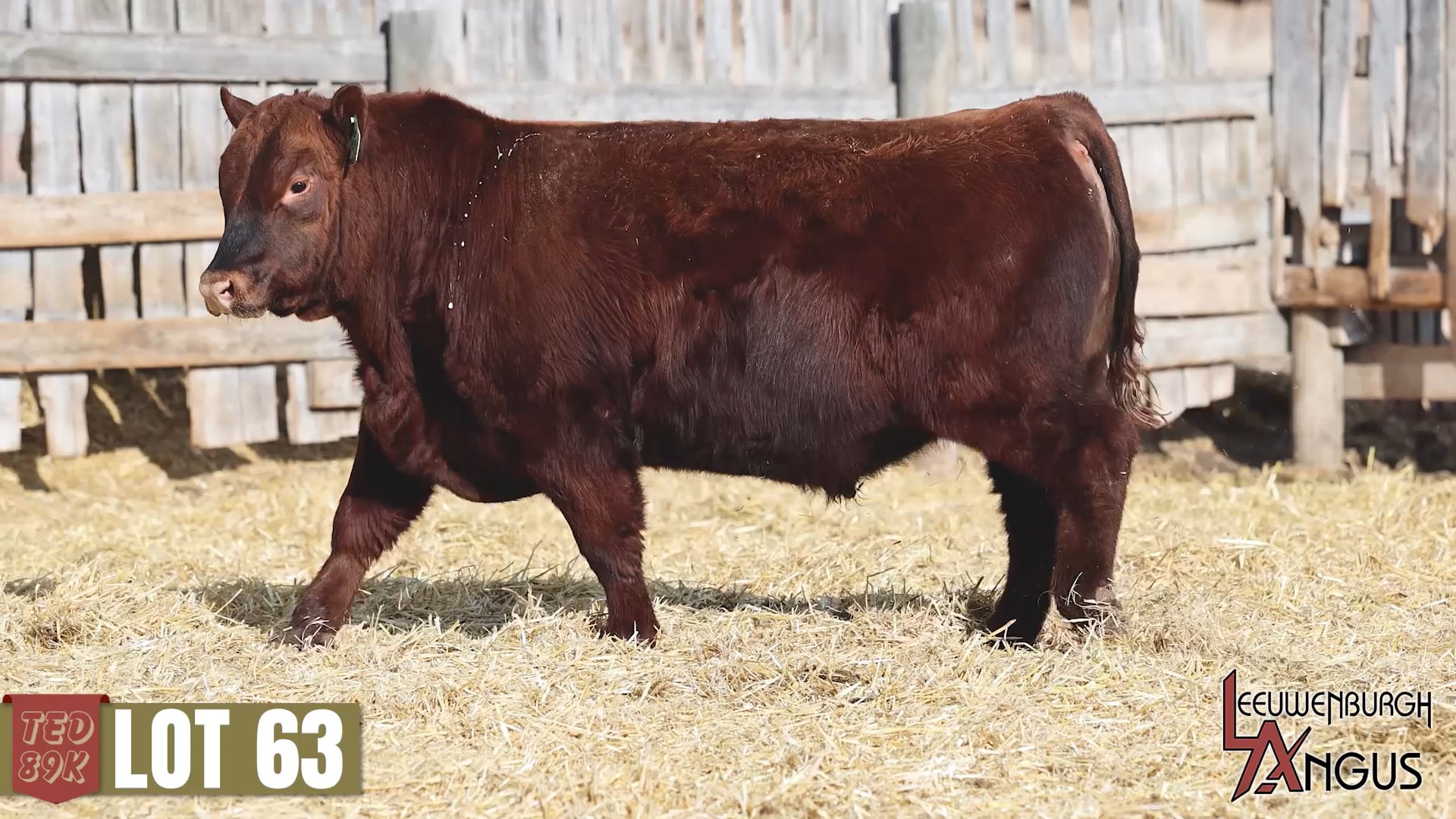 Lot 63-Leeuwenburgh Angus 2023.mp4 on Vimeo