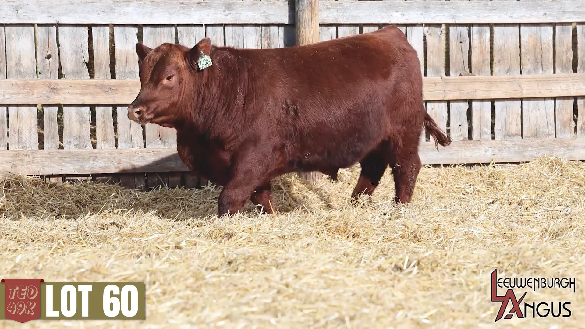 Lot 60-Leeuwenburgh Angus 2023.mp4 on Vimeo