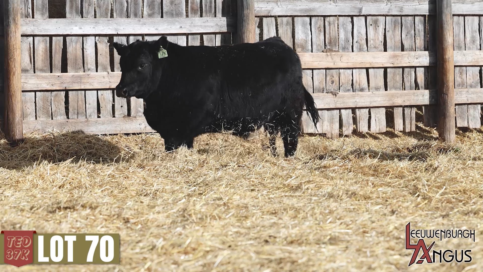 Lot 70-Leeuwenburgh Angus 2023.mp4 on Vimeo