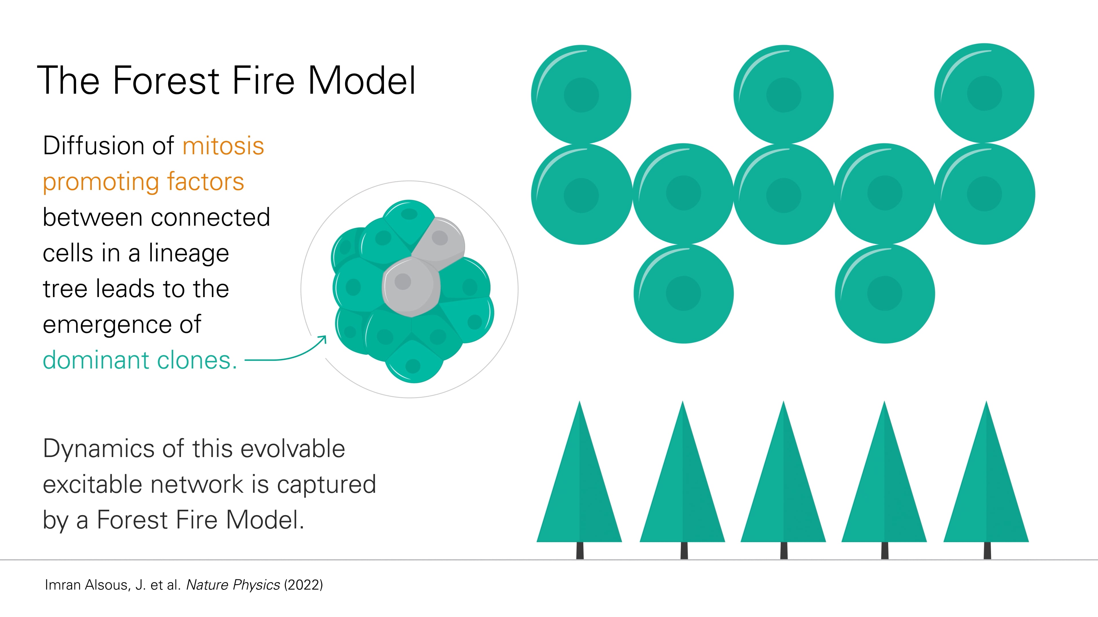 Forest Fire Model on Vimeo