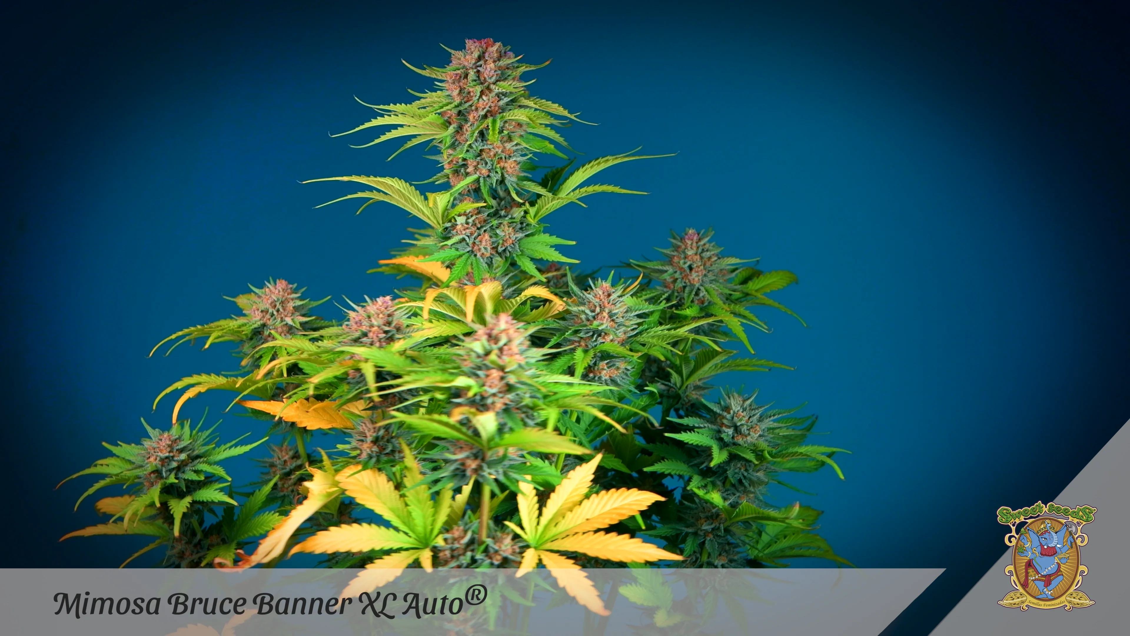 Mimosa Bruce Banner XL Auto® (SWS101)