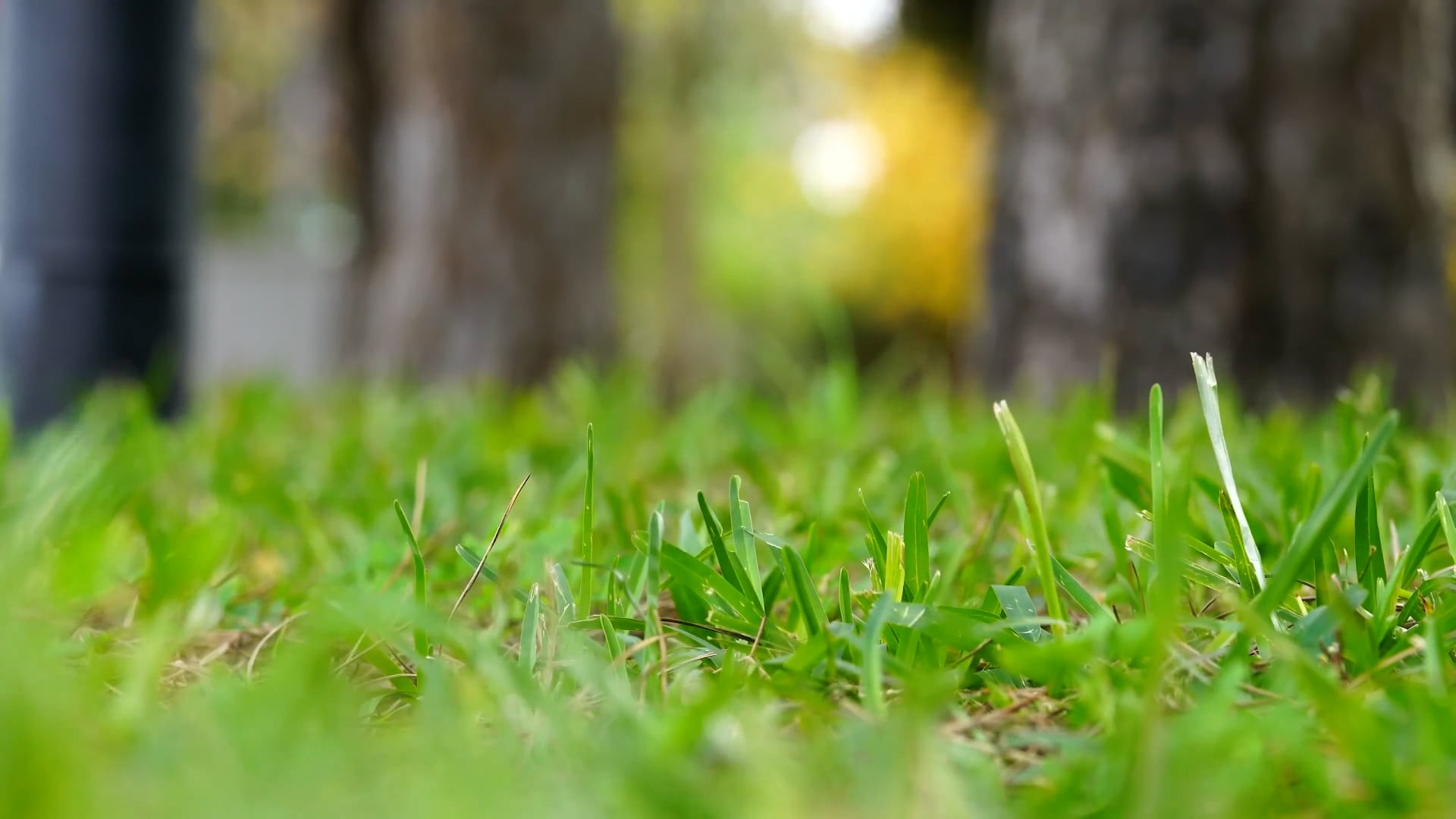 HYgreen