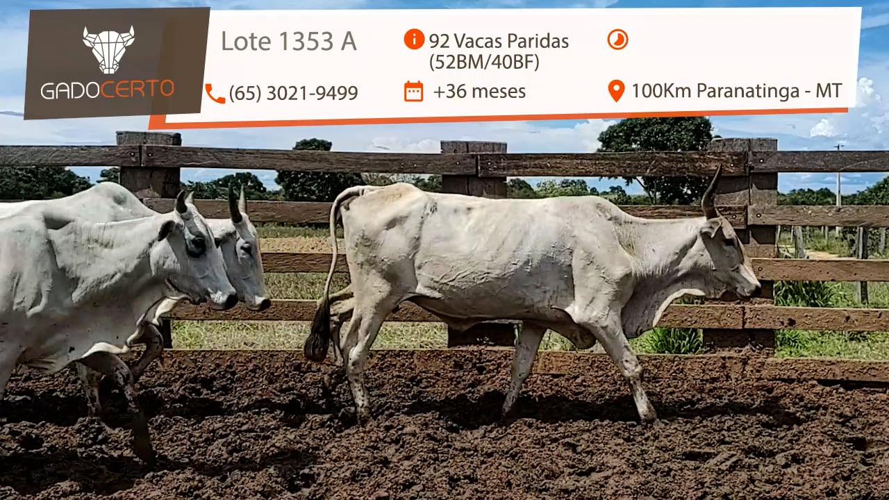 Lote 1353 A on Vimeo