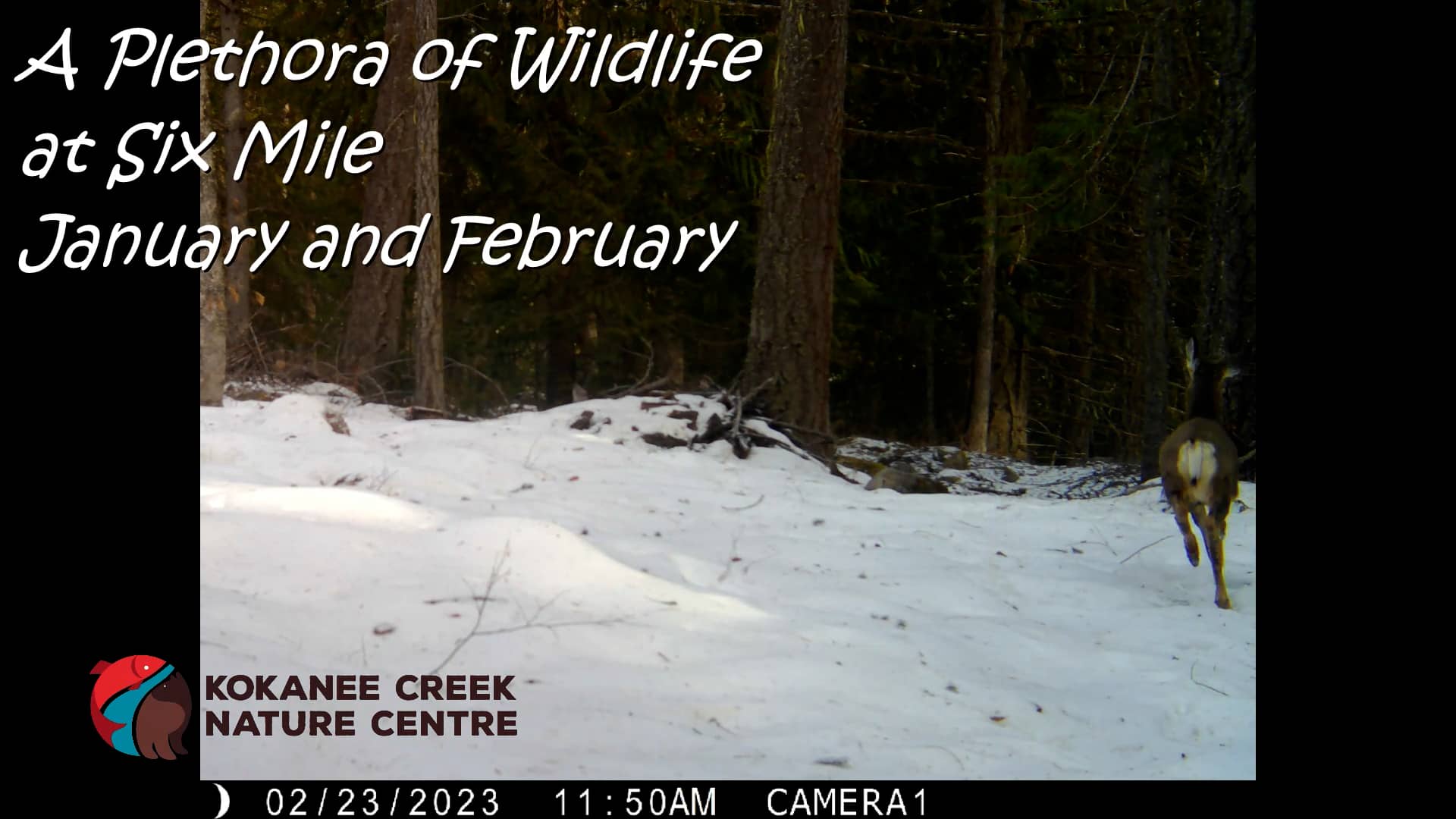 A Plethora of Wildlife at Six Mile in January and February on Vimeo