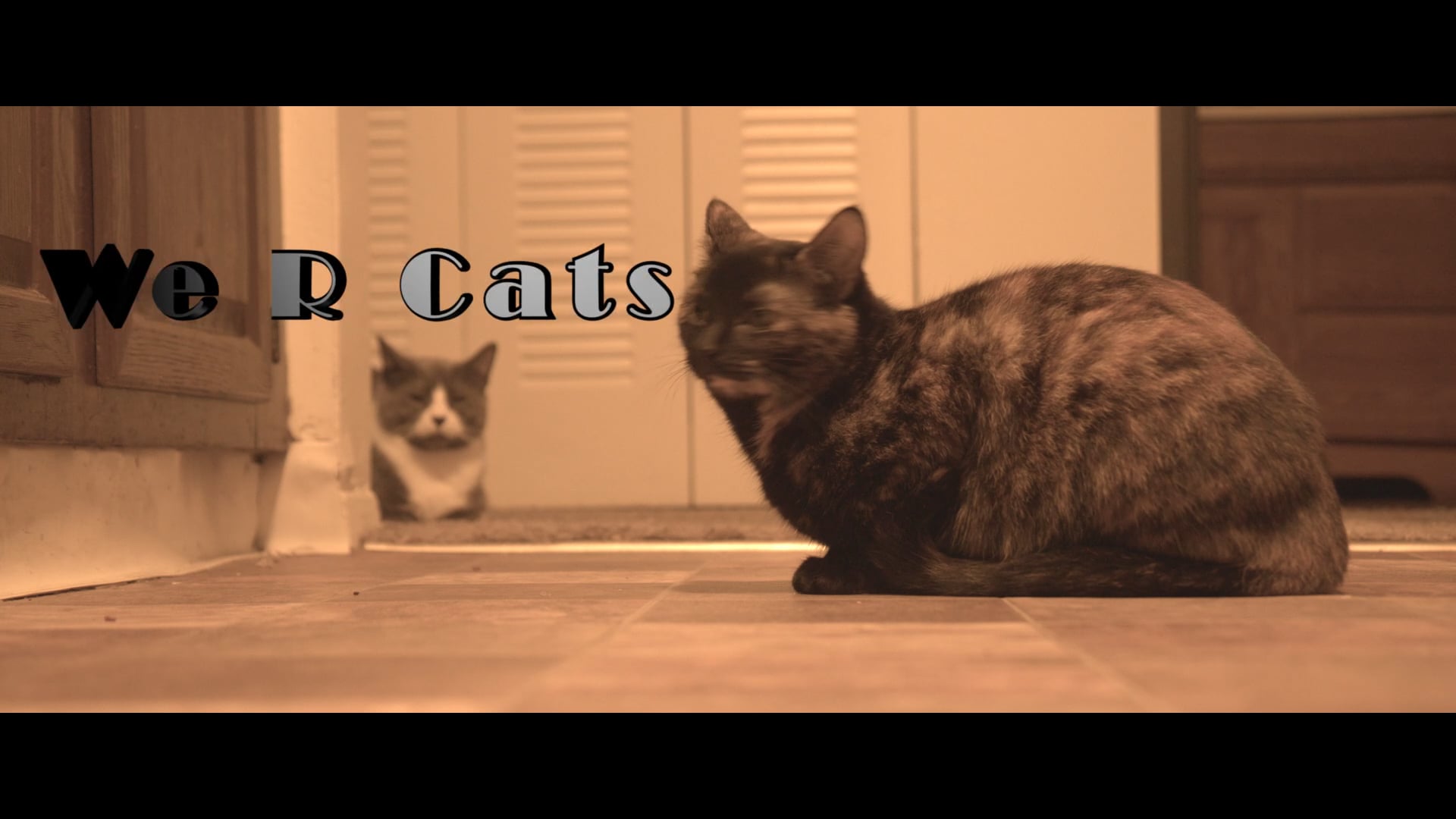 We R Cats.mov on Vimeo