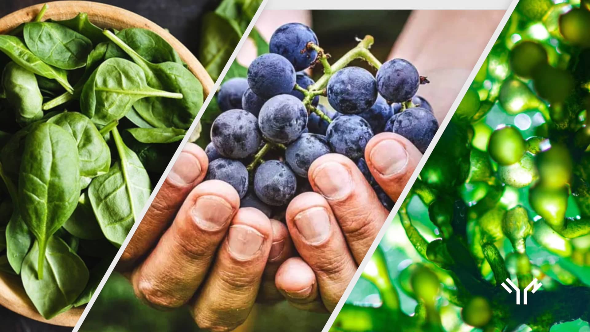 Multi + Resveratrol.mov on Vimeo