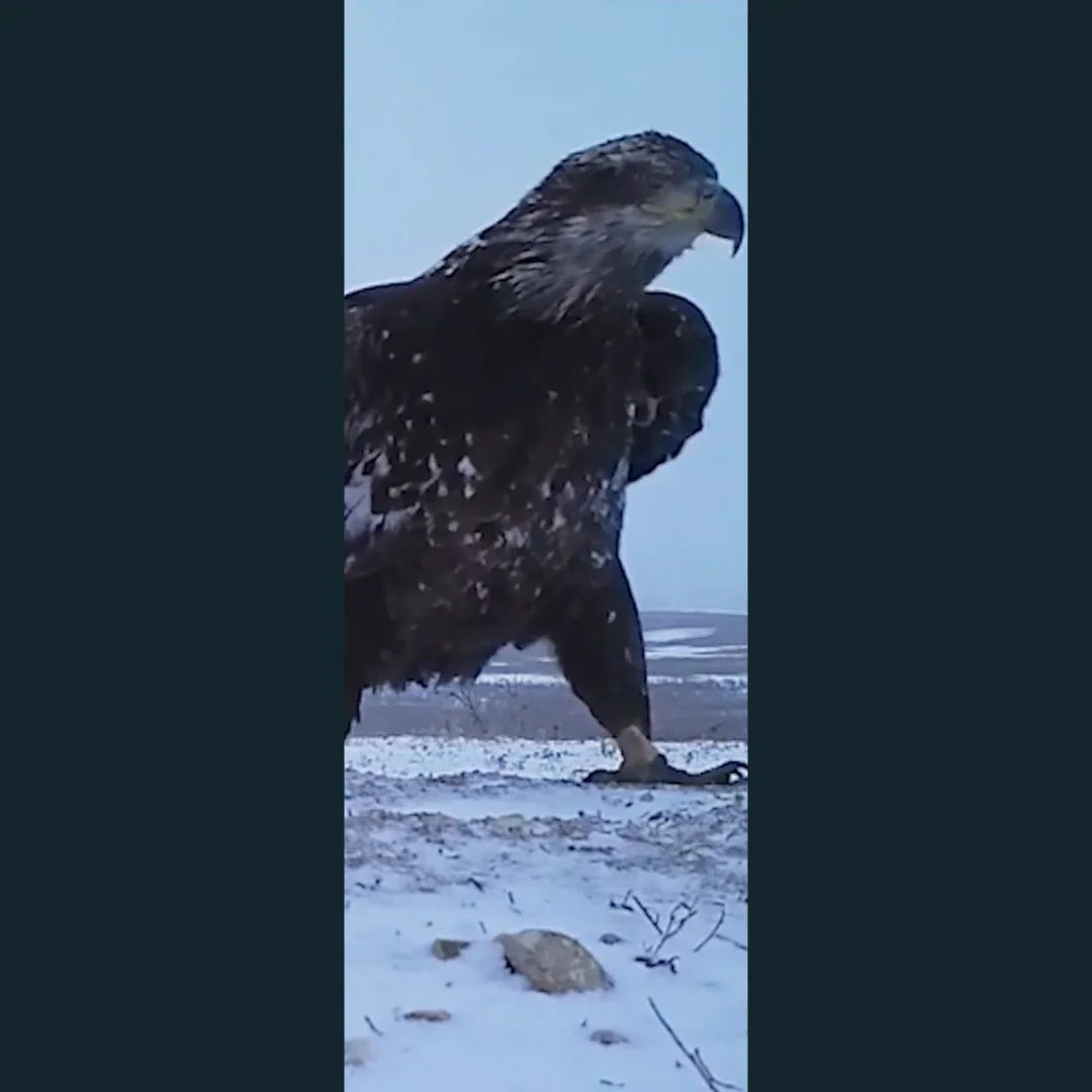 World Wildlife Day.mp4 on Vimeo