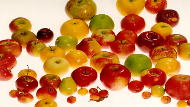 Why have an apple germplasm collection? — Science Learning Hub