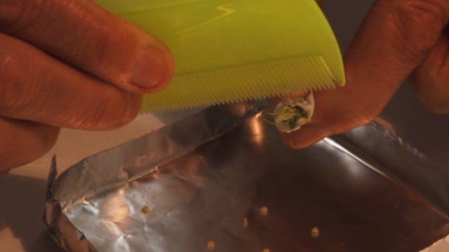 Streamlining the breeding process — Science Learning Hub