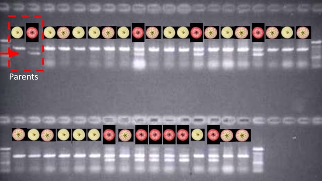 DNA markers and apple breeding — Science Learning Hub