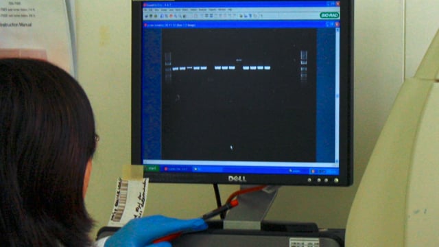 What the apple genome can tell us — Science Learning Hub