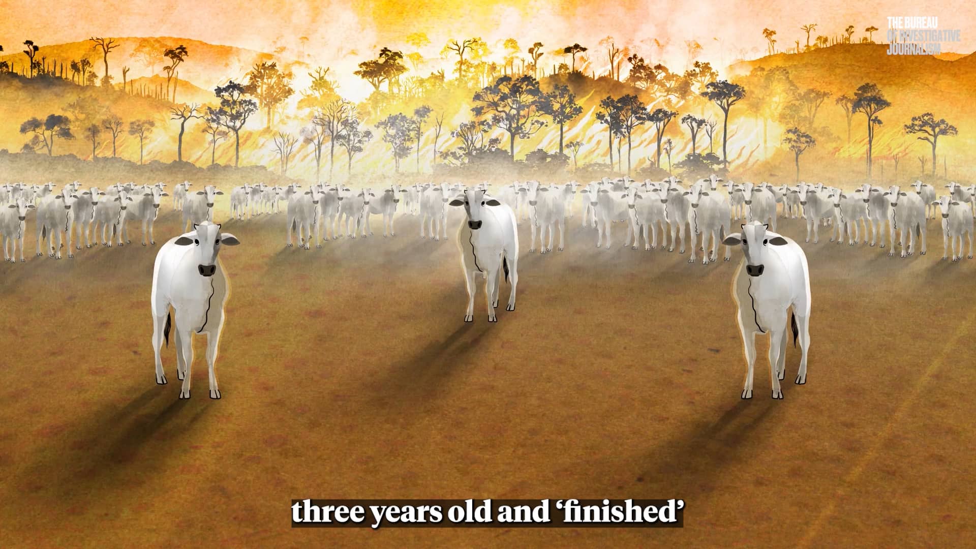 How A Cow Turns Into Collagen On Vimeo 