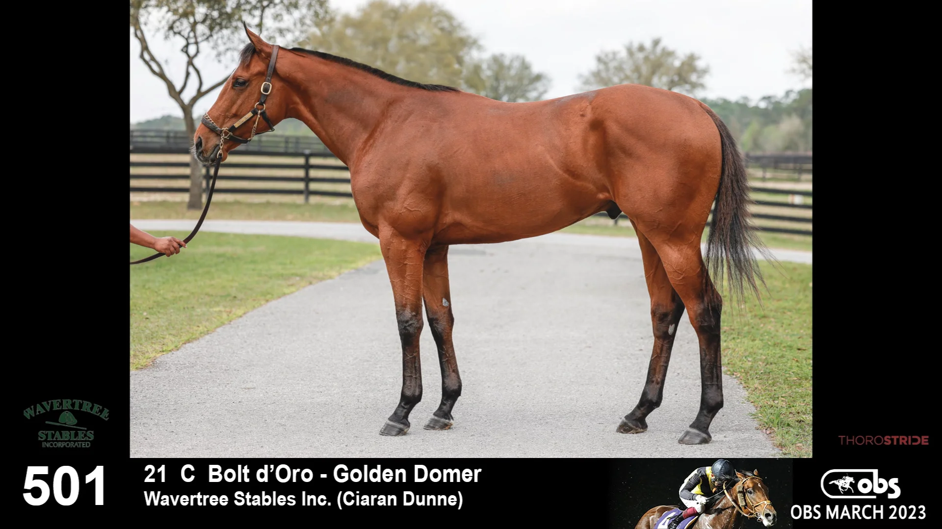 OBSMAR23_Hip 501_Golden Domer 21 on Vimeo