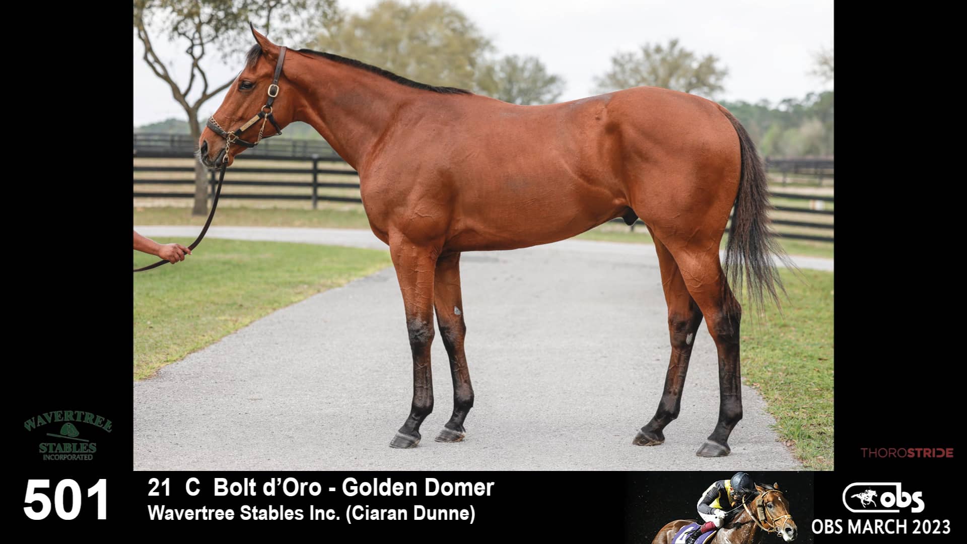 OBSMAR23_Hip 501_Golden Domer 21 on Vimeo