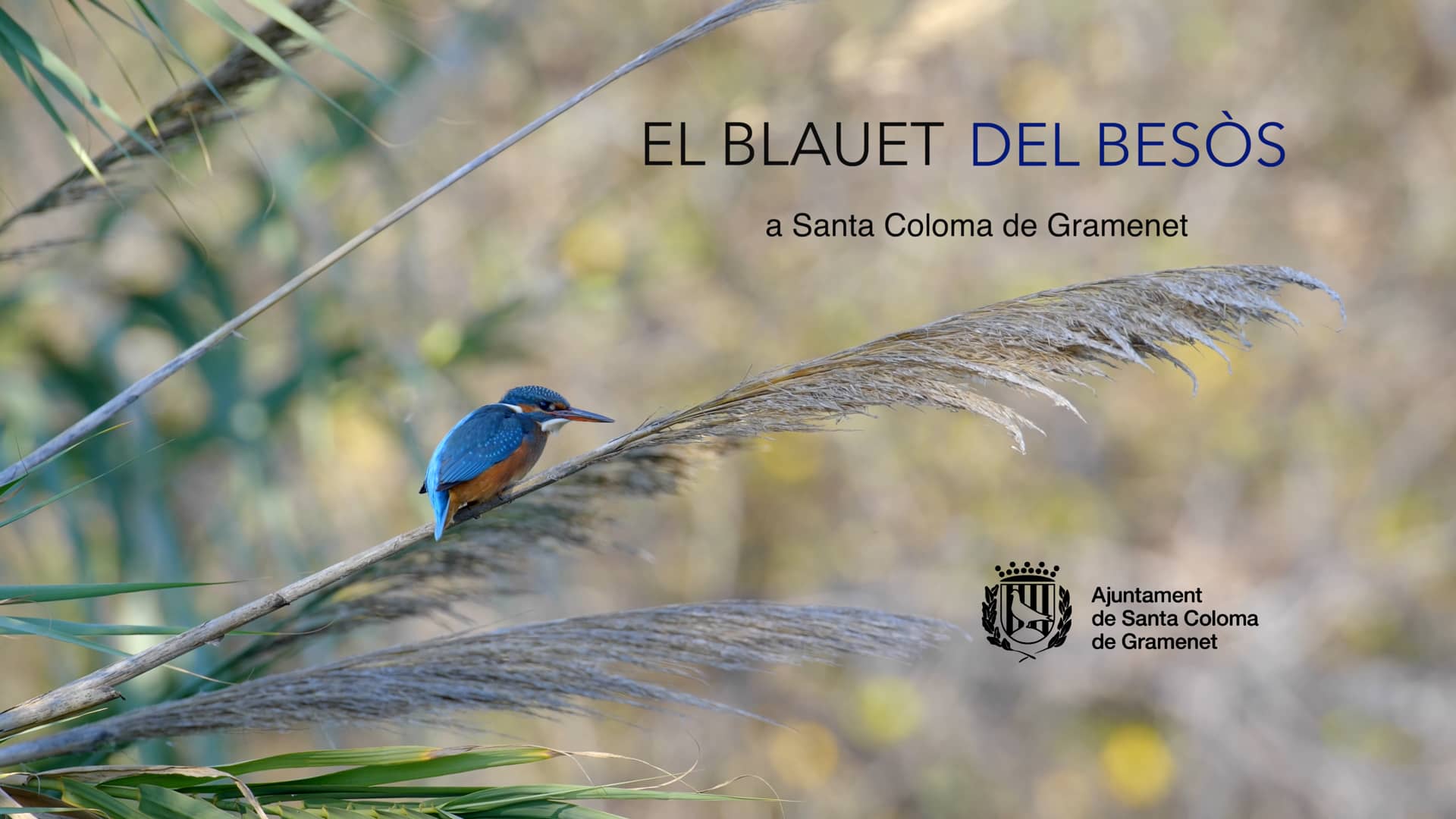 El blauet del Besòs a Santa Coloma de Gramenet on Vimeo