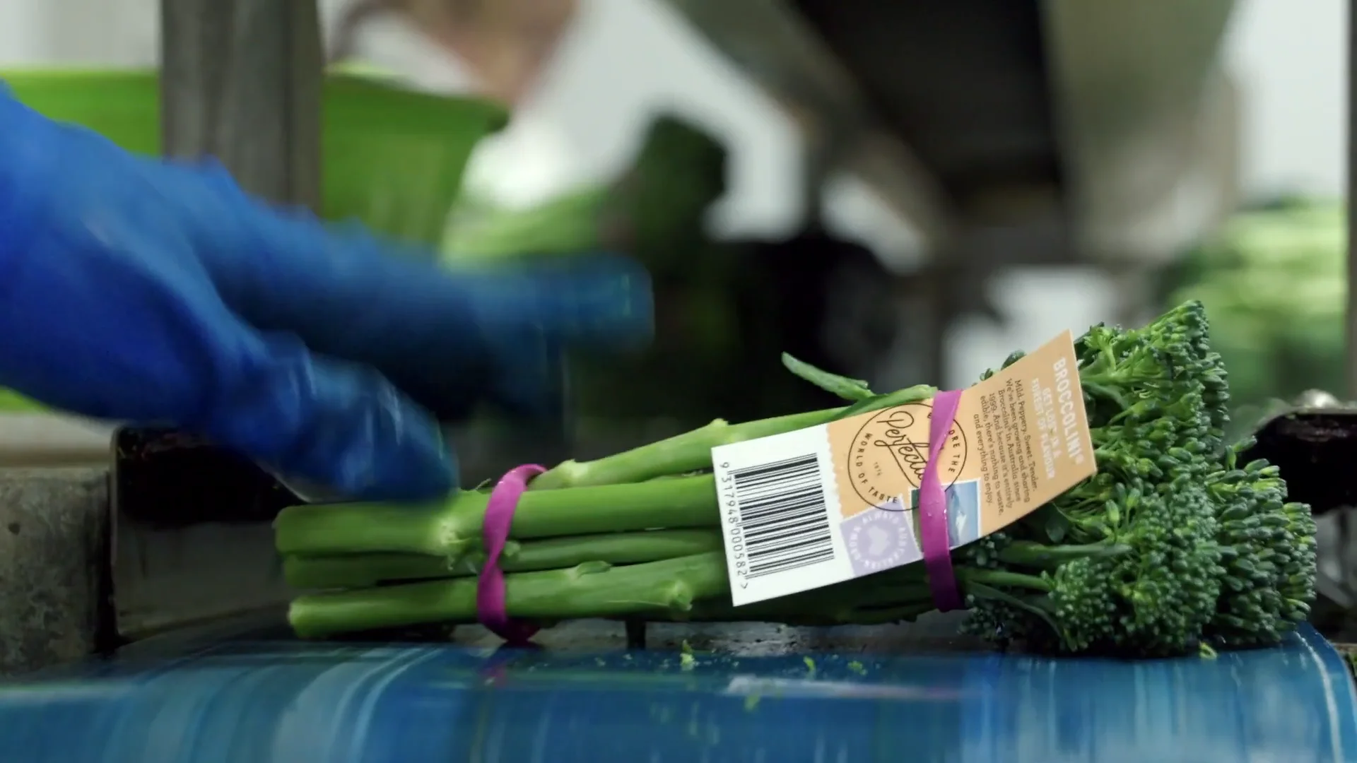 Perfection Fresh & Santa Maria Broccolini Farm, Werribee, Victoria ...