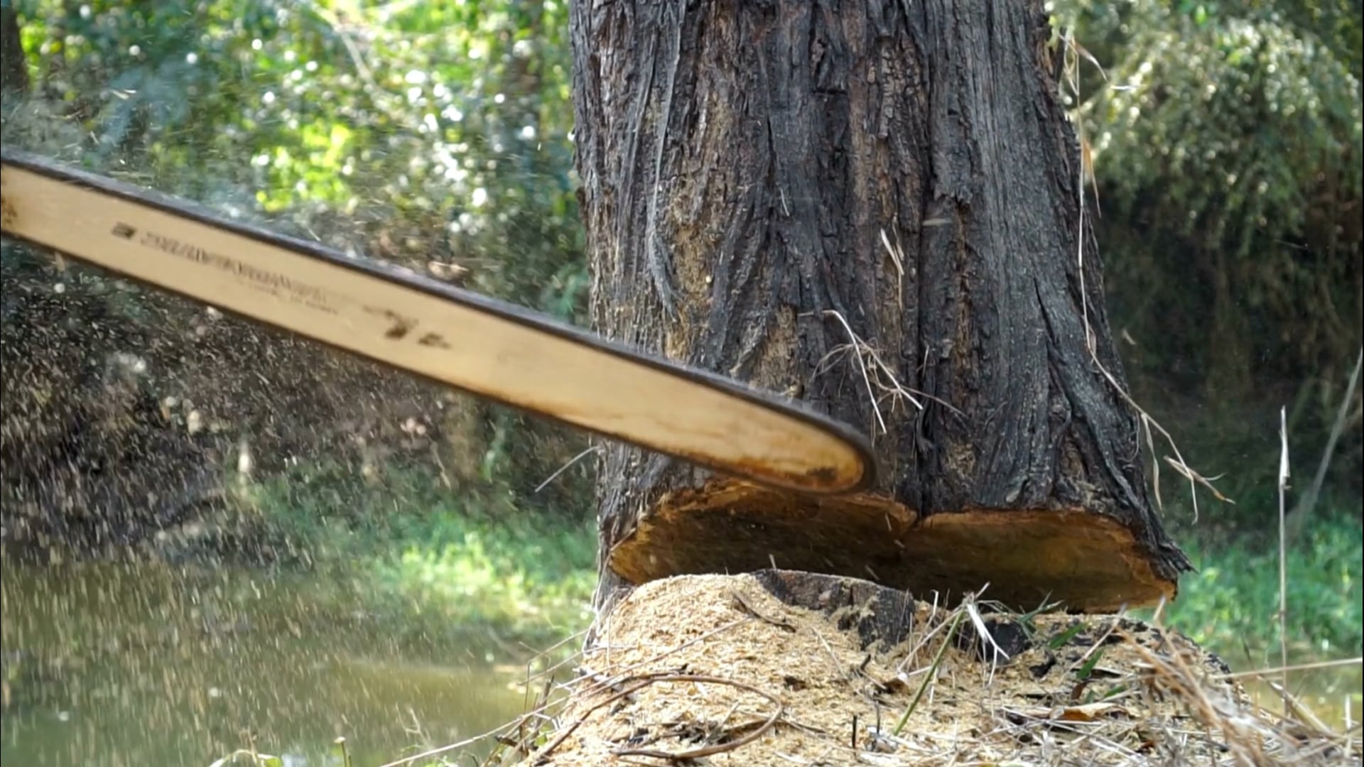 Marietta Tree Service | Best Tree Company in Marietta