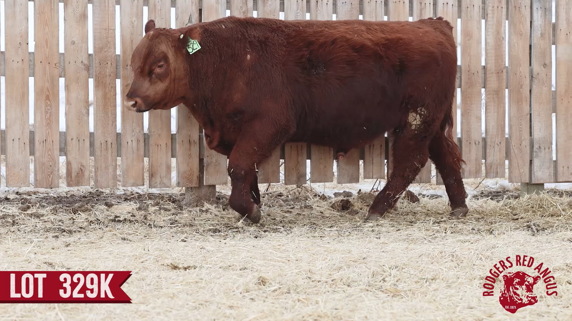 329K-Rodgers Red Angus 2023.mp4 on Vimeo