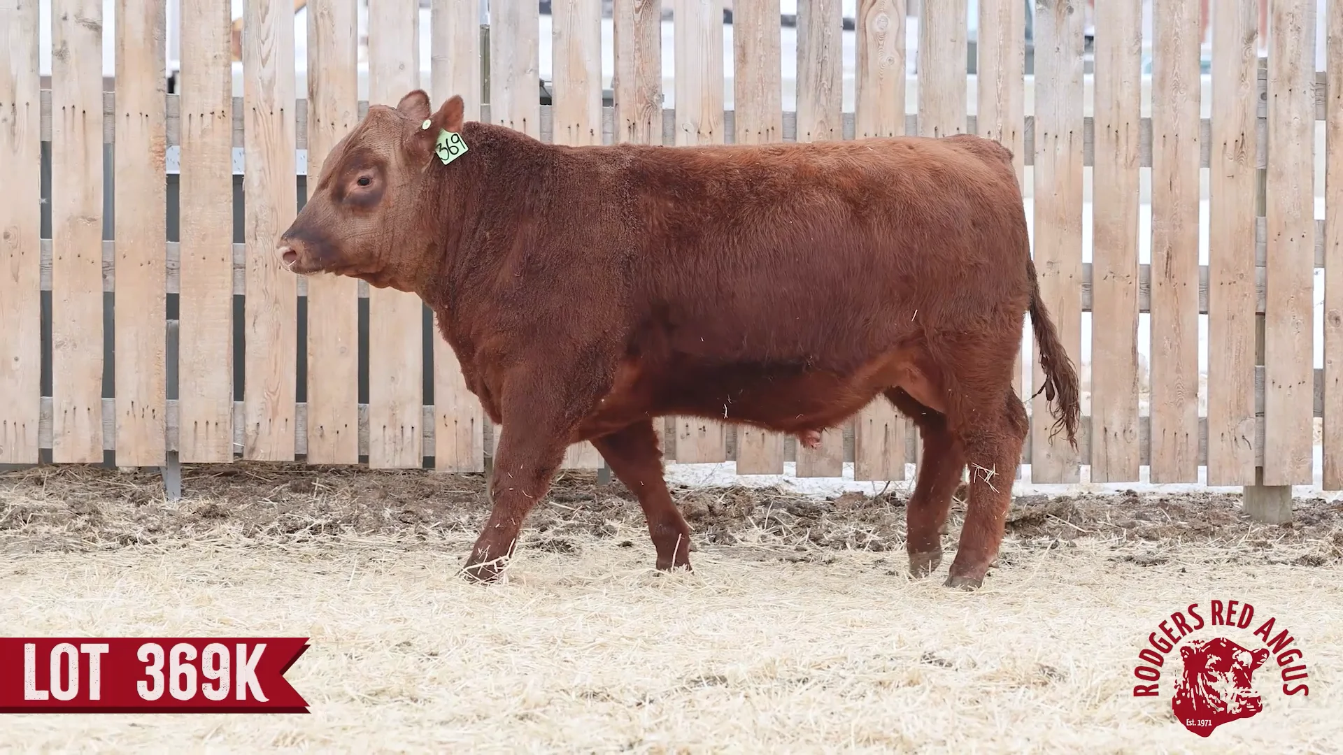 369K-Rodgers Red Angus 2023.mp4 on Vimeo