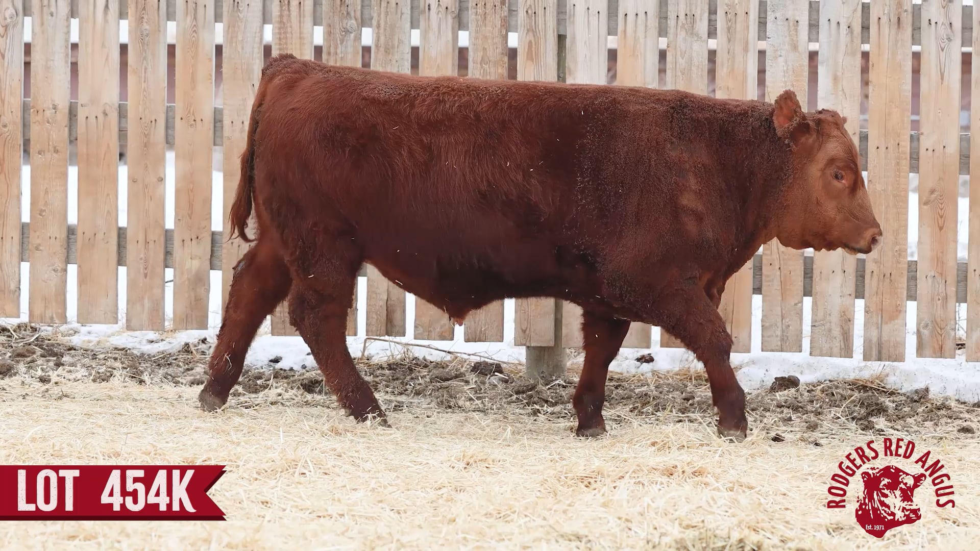 454K-Rodgers Red Angus 2023.mp4 on Vimeo