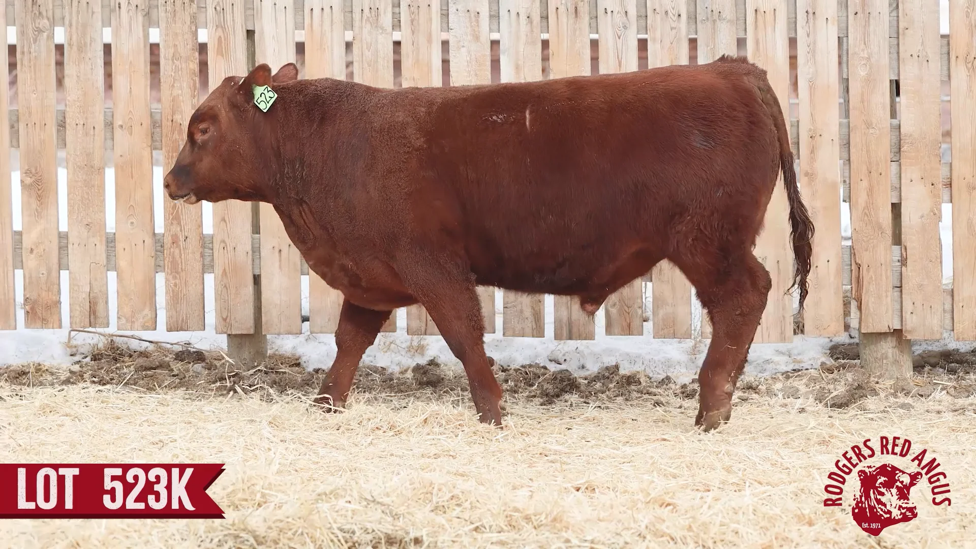 523K-Rodgers Red Angus 2023.mp4 on Vimeo
