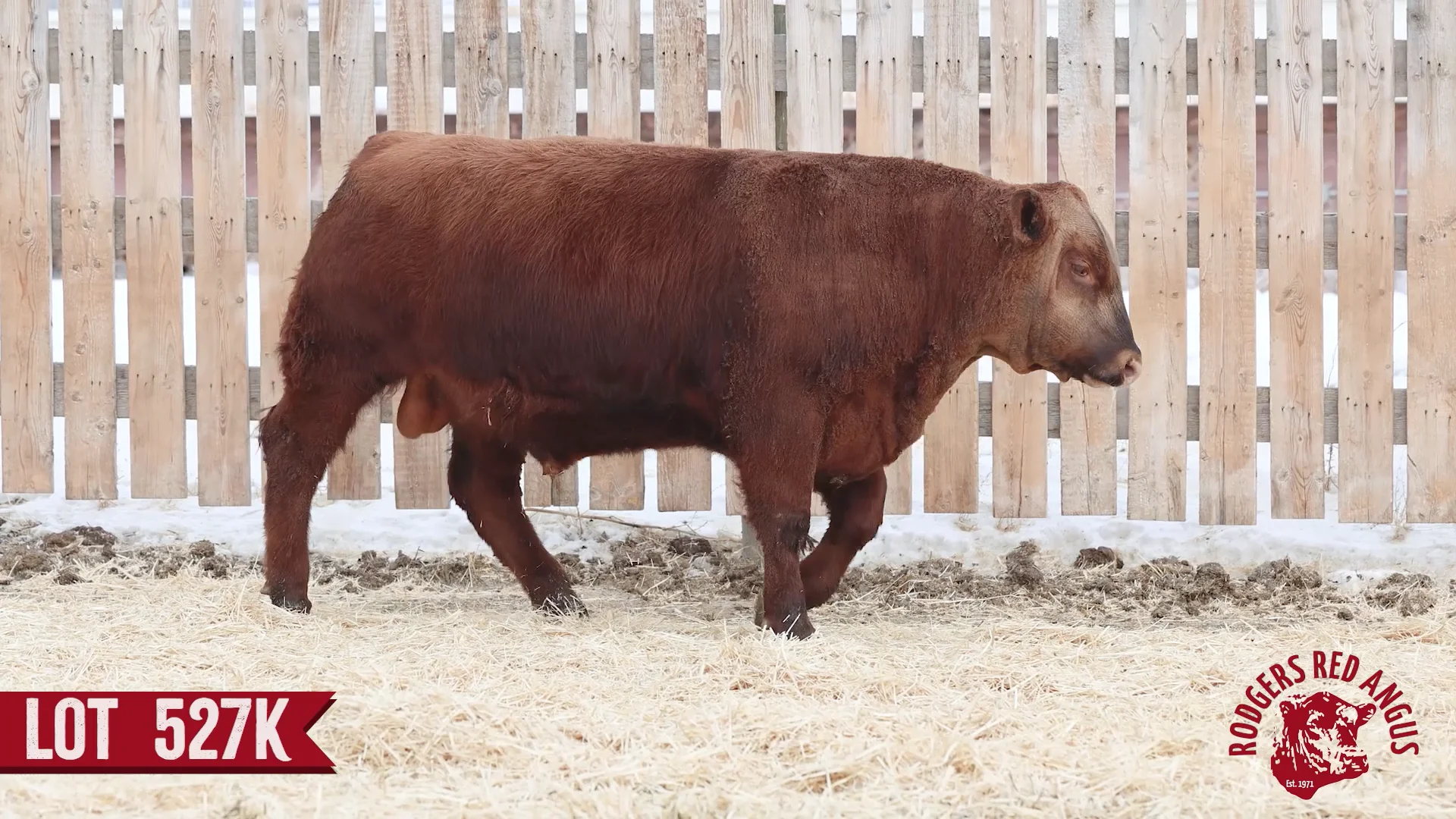 527K-Rodgers Red Angus 2023.mp4 on Vimeo