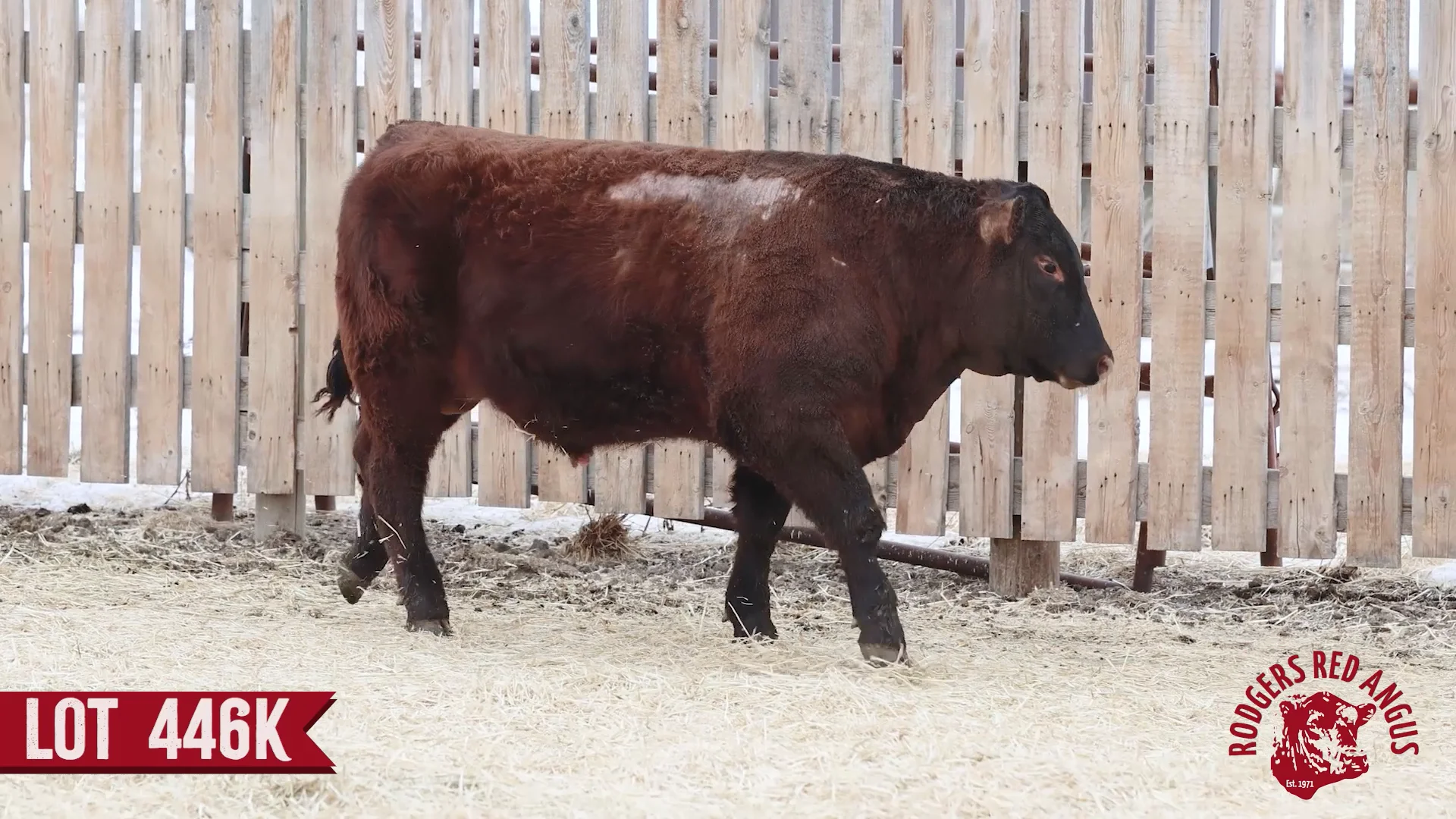 446K-Rodgers Red Angus 2023.mp4 on Vimeo