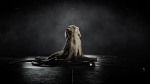 ACELab Europe Video Design Analysis | DesignRush