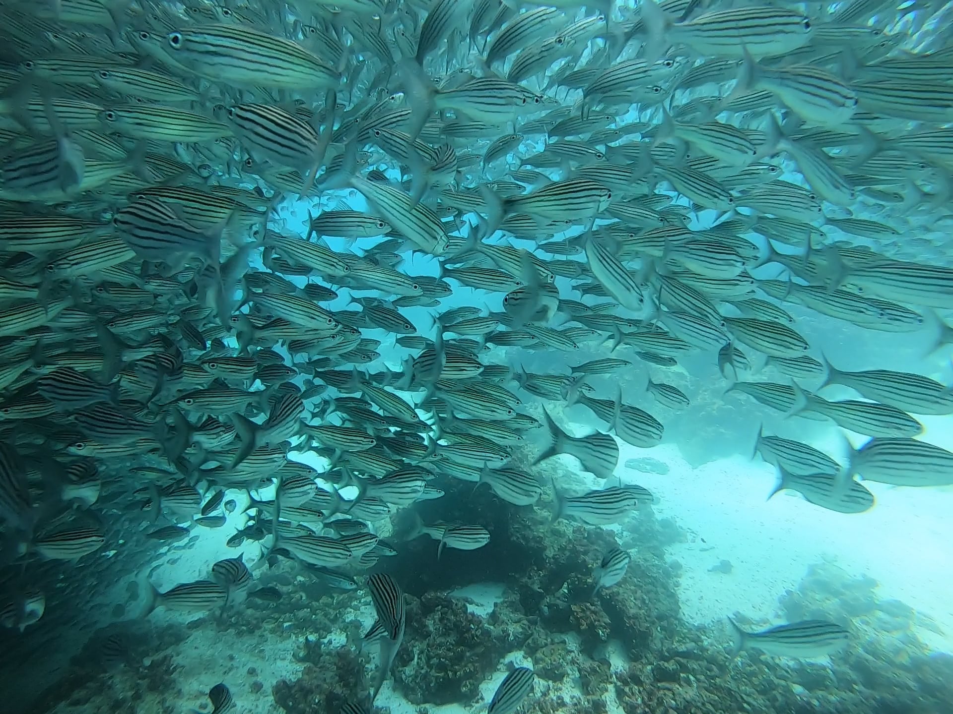 Fish ball on Vimeo