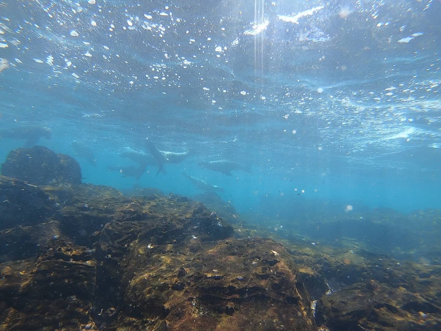 Sea lions underwater on Vimeo
