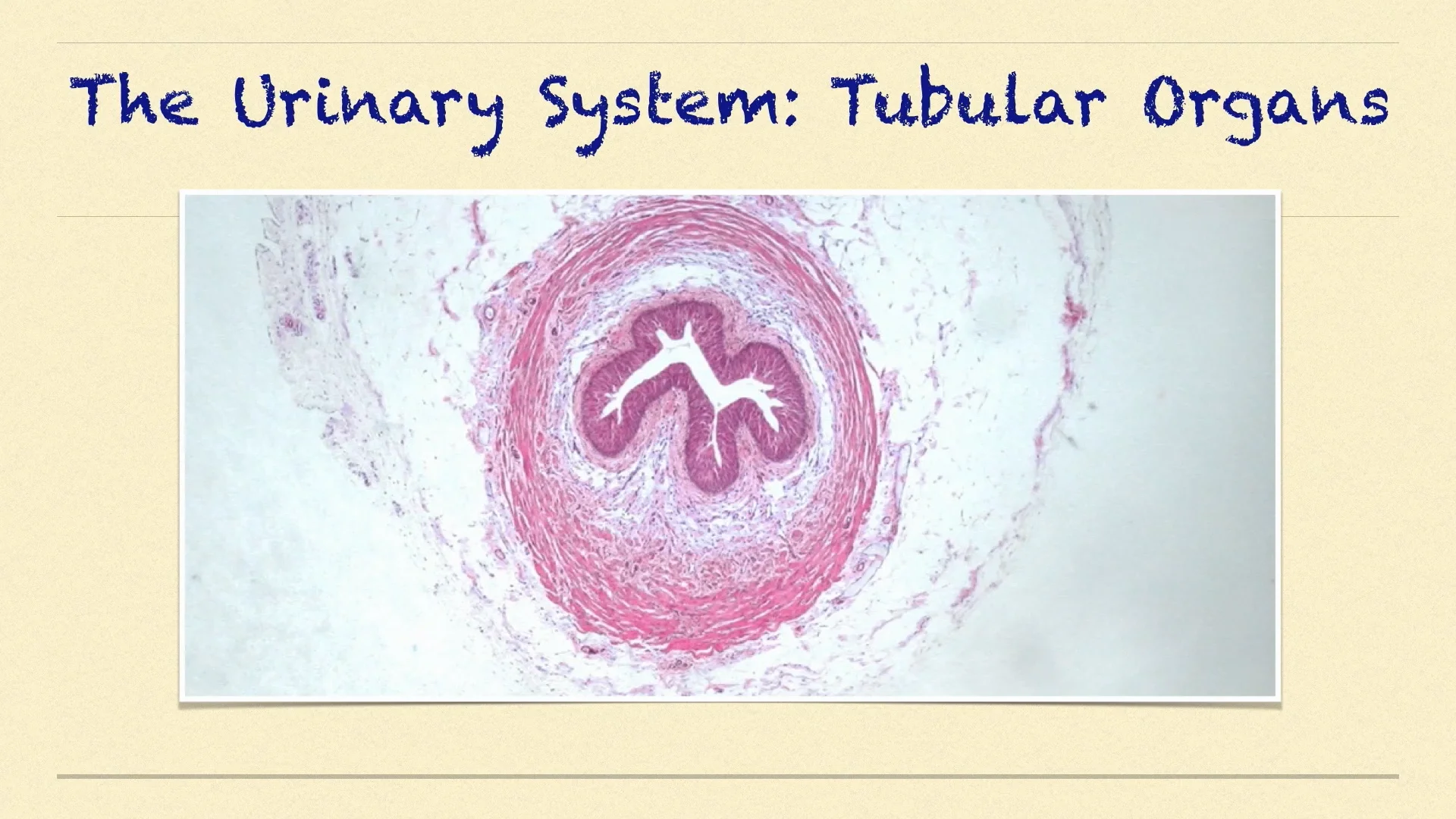 Peabody Histology - Dr. Peabody Videos: Urinary Tubular Organs on Vimeo