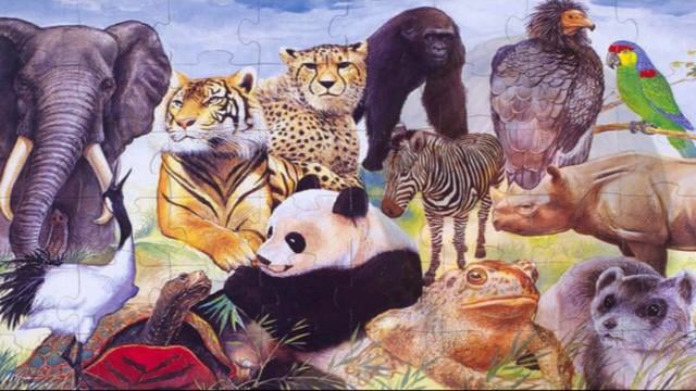 Group 16 PSA Endangered Animals 1 on Vimeo