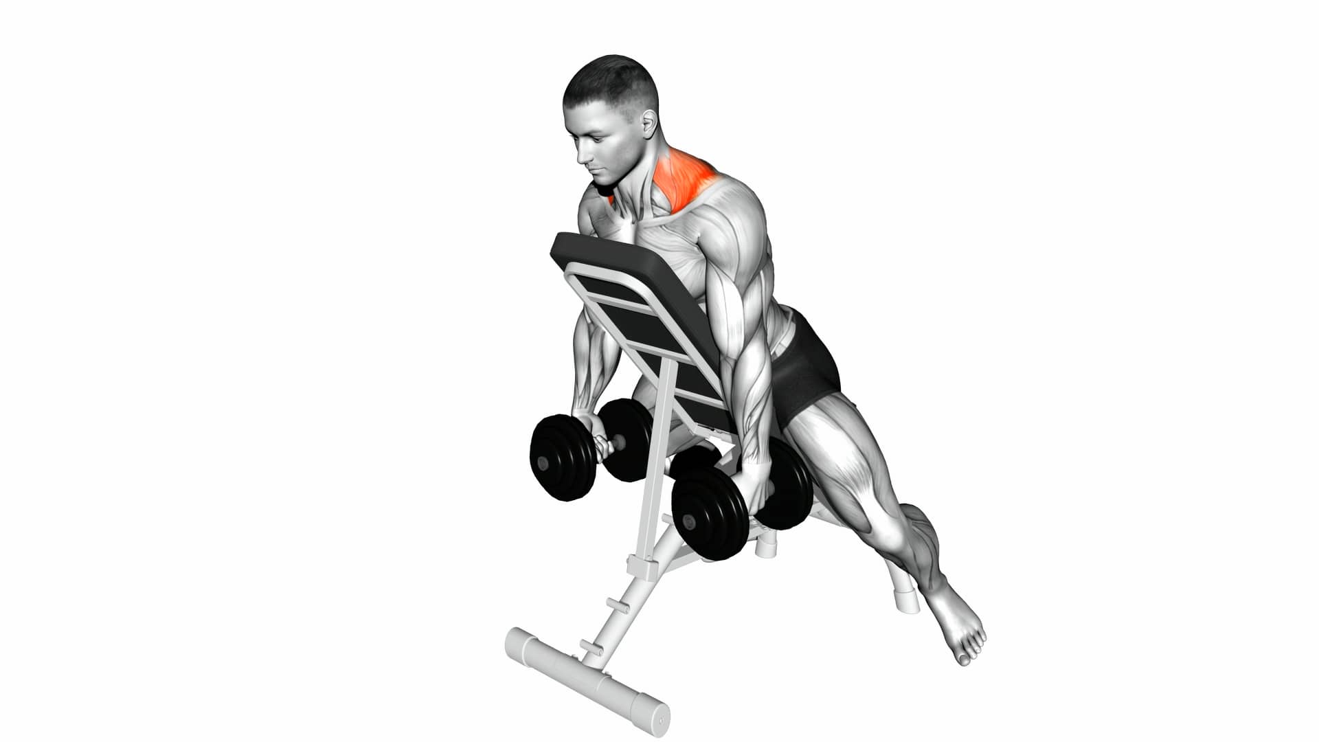 Dumbbell Decline Shrug on Vimeo