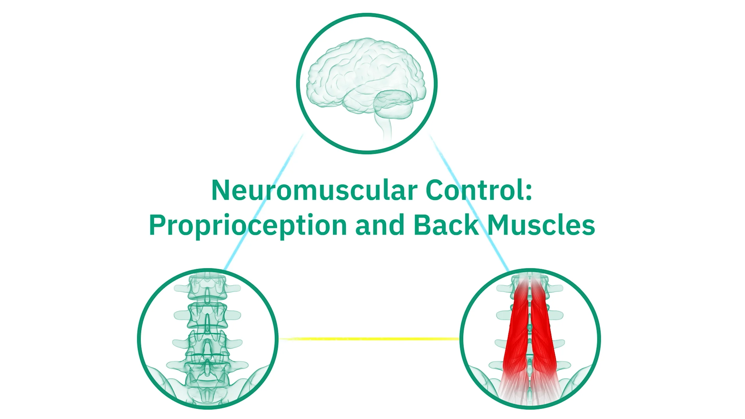 Neuromuscular Control: Proprioception and Back Muscles (USA)