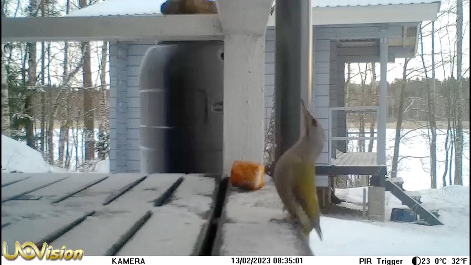 Talvi 2023 :: Arton musa