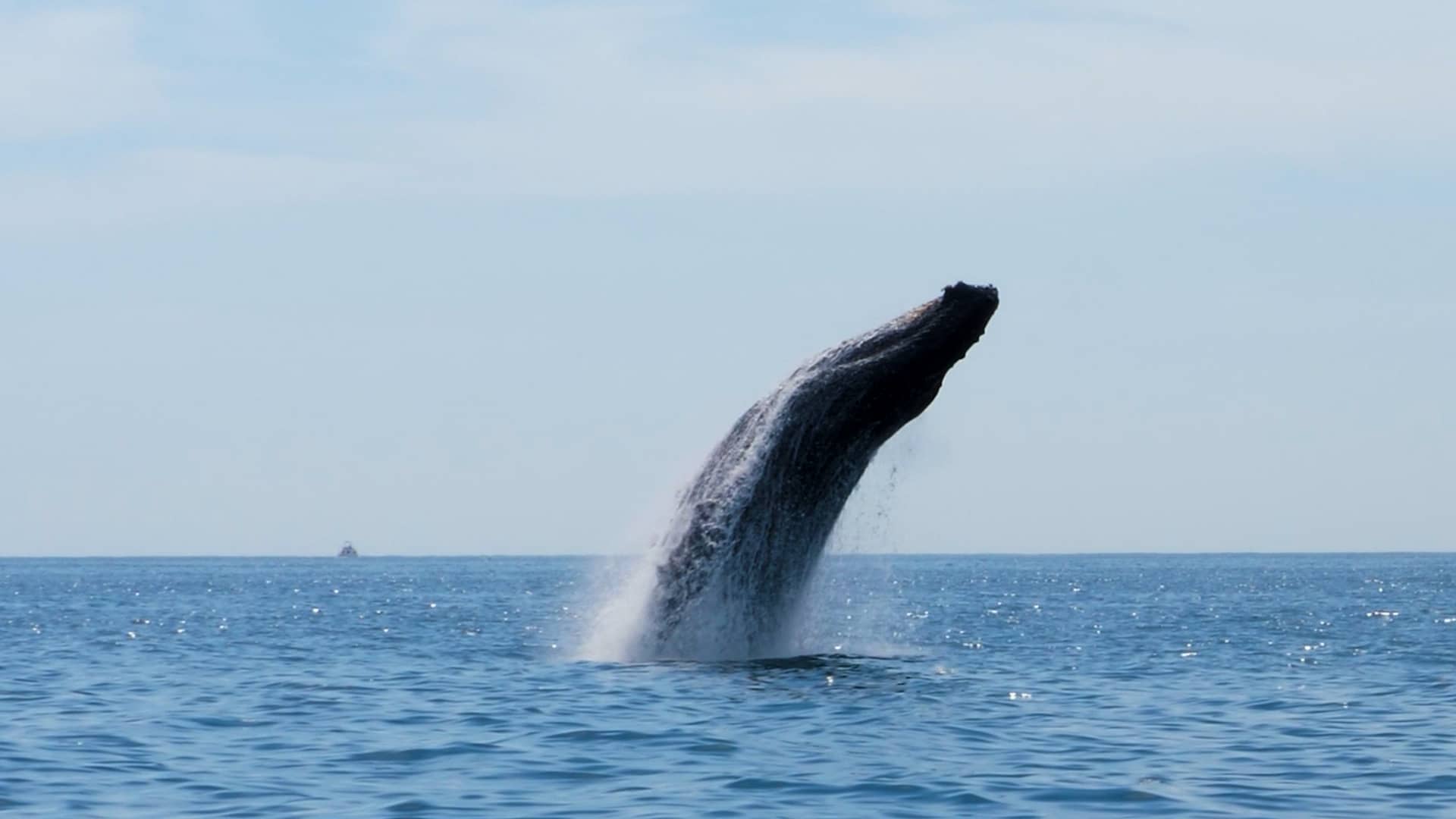 Whale 2 on Vimeo