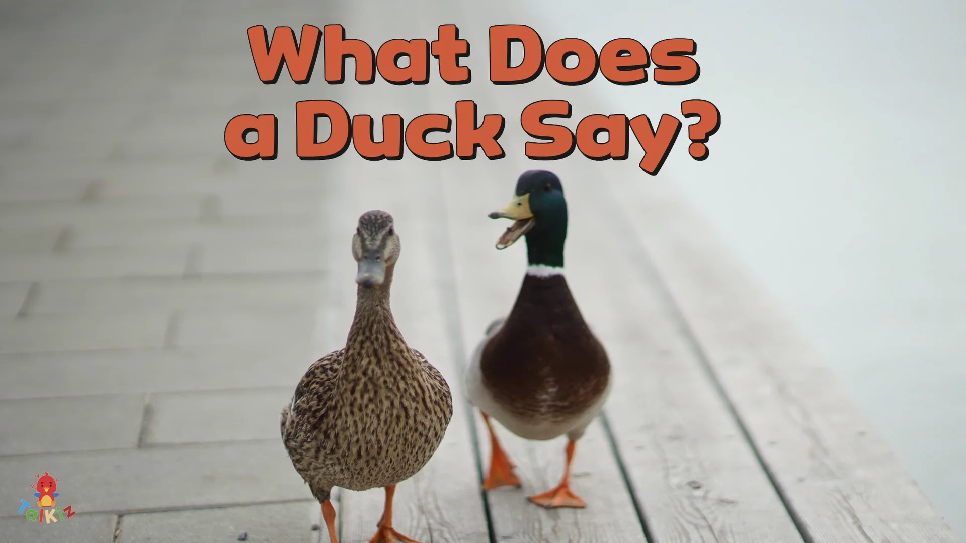 Level 1_2-1 What does a duck say chant 1 on Vimeo