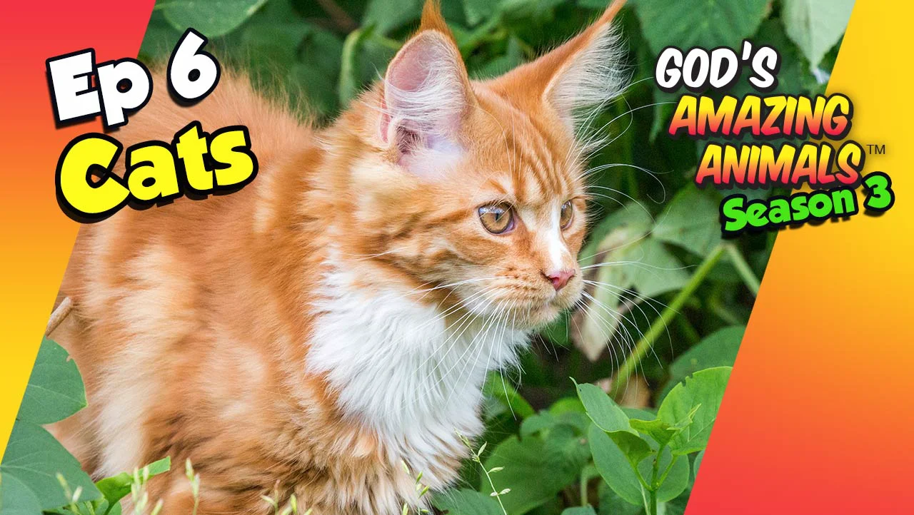 S2 Ep 6 - CATS - God's Amazing Animals