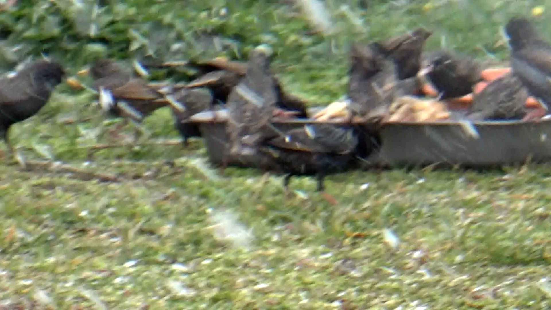 starlings eating chicken on Vimeo