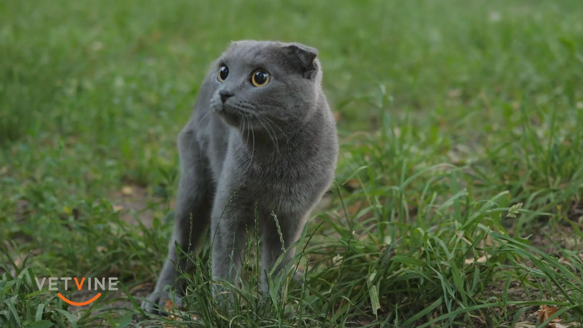 Feline Epilepsy - How it differs from epilepsy in dogs on Vimeo