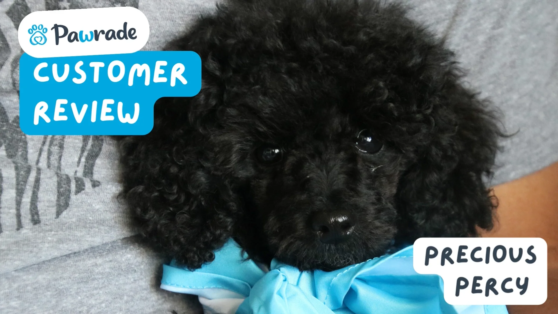Pawrade Parent - Testimonial - Percy the Toy Poodle Puppy on Vimeo