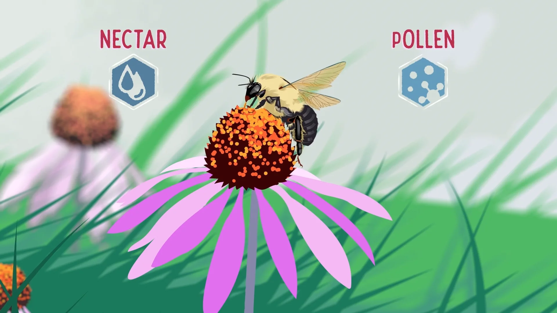 NC State Bee Pollination Animation on Vimeo