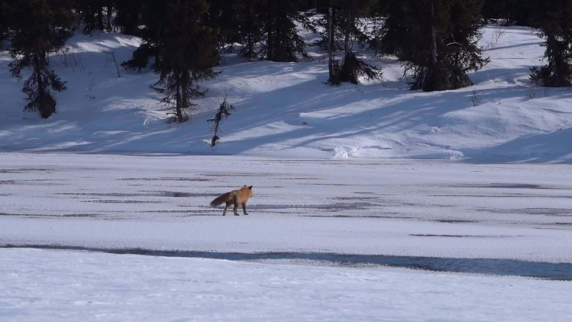 Crazy as a Fox.mp4 on Vimeo