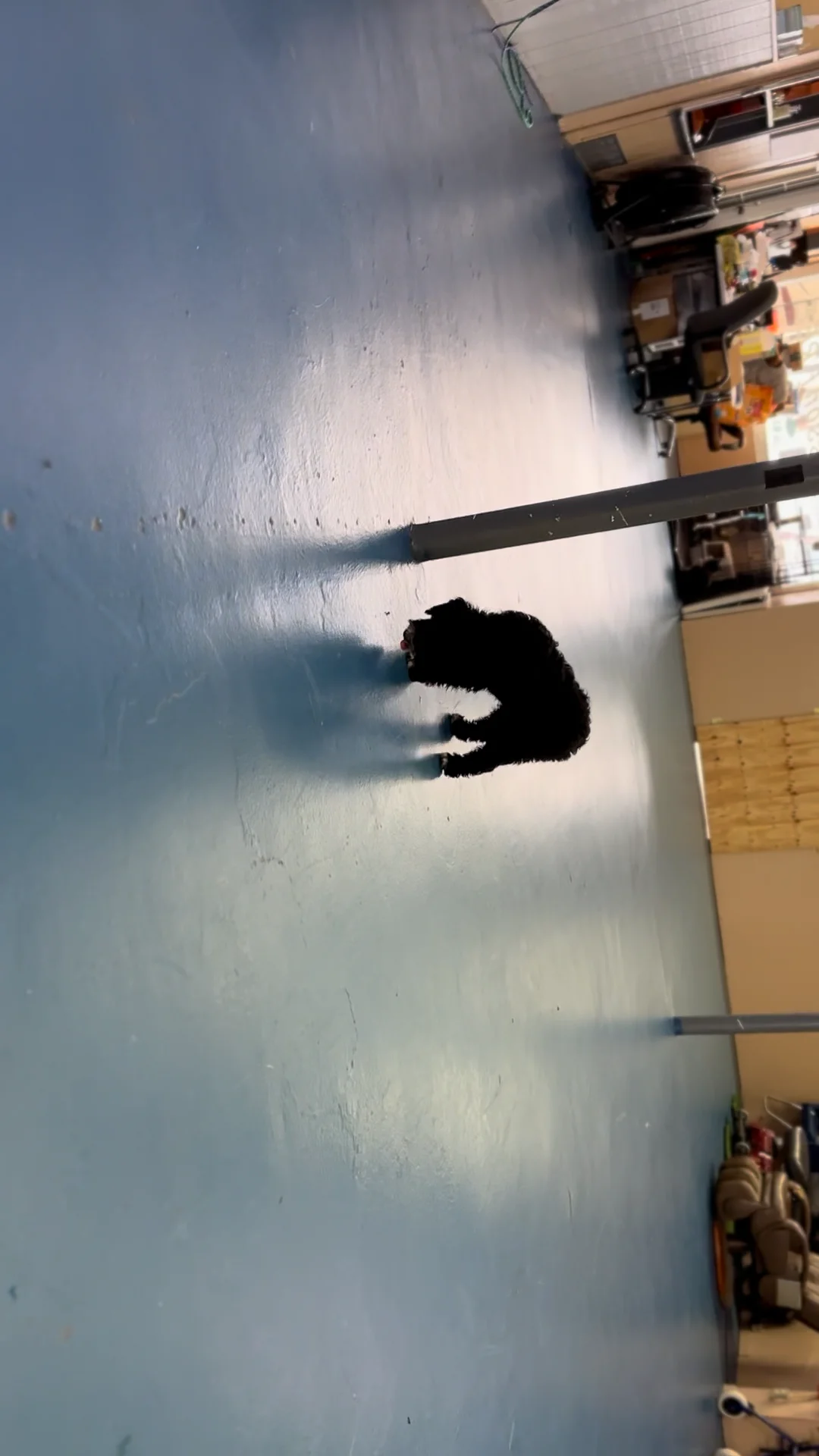 Patsy playing ball 3-17-23 on Vimeo