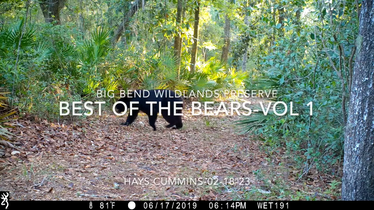 Best of the Bears.mp4 on Vimeo
