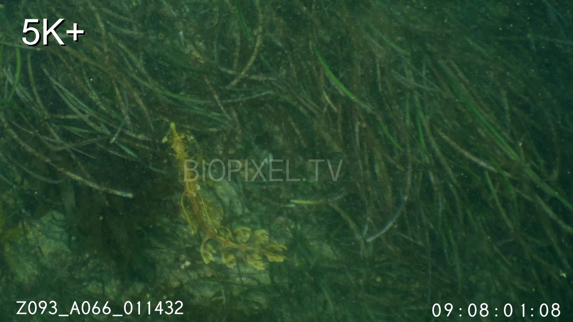 4K Fish Seahorse & Pipefish - Leafy Sea Dragon 5K+ 2.mp4 on Vimeo