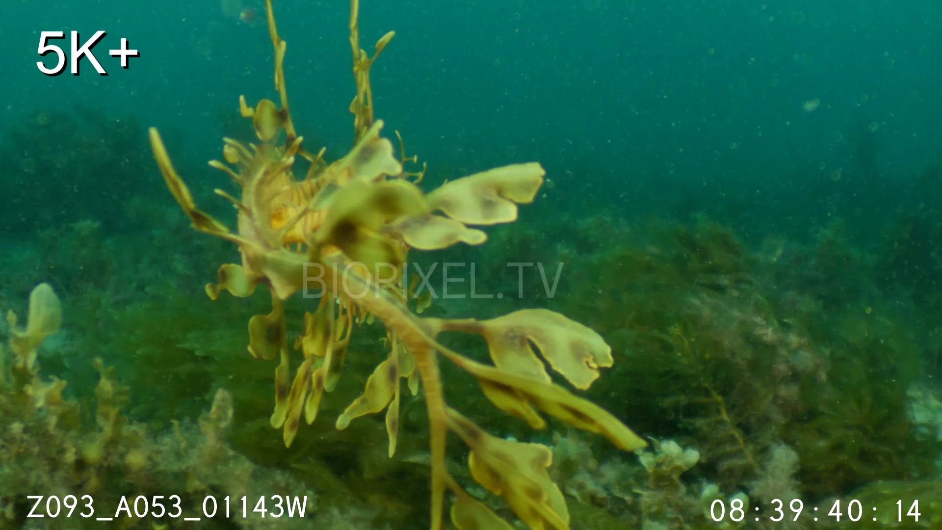 4K Fish Seahorse & Pipefish - Leafy Sea Dragon 5K+ 1 on Vimeo