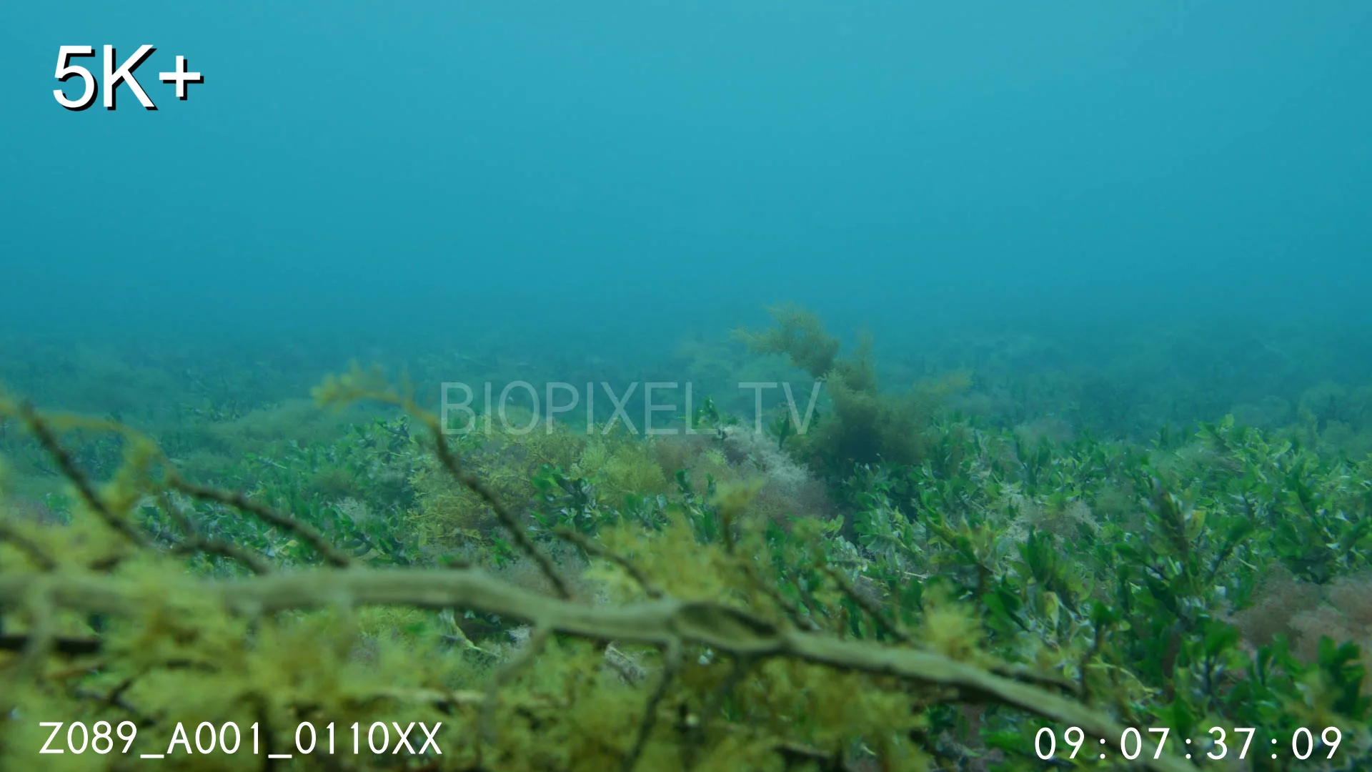 Seagrass - Southern Ocean sea grass beds 5K+.mp4 on Vimeo