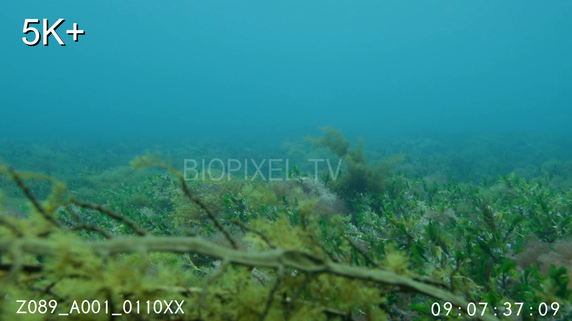 Temperate Waters 4K - Southern Ocean sea grass beds 5K+.mp4 on Vimeo